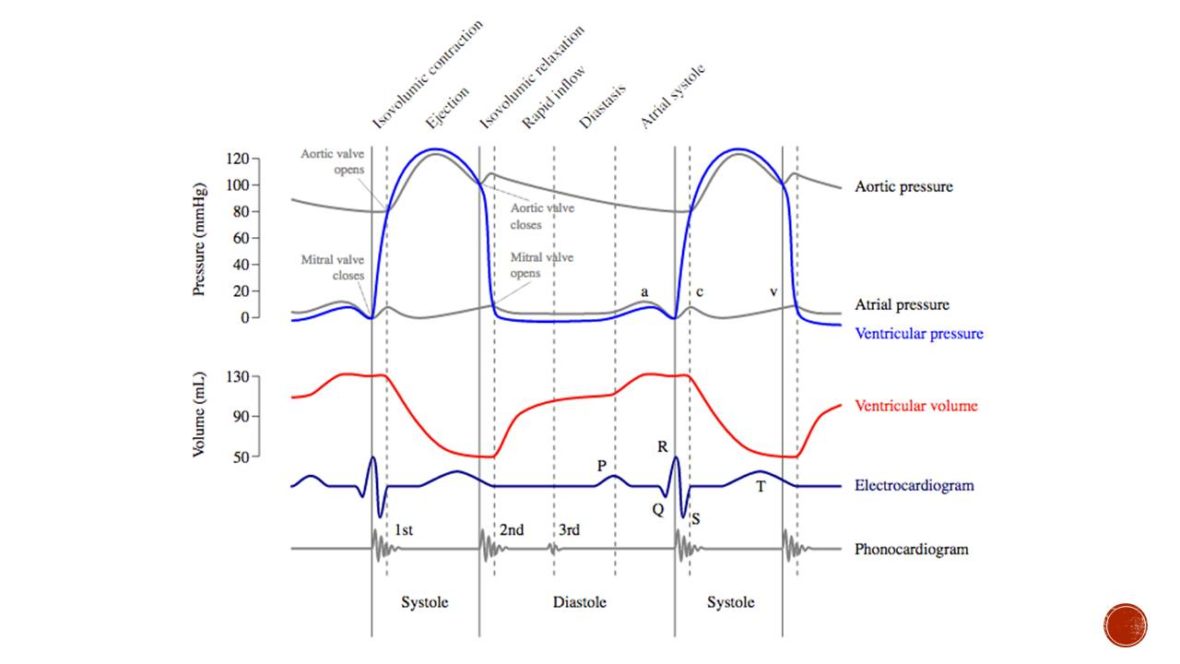 NPLEX 1 ONLINE COURSE - Pass NPLEX : Pass NPLEX